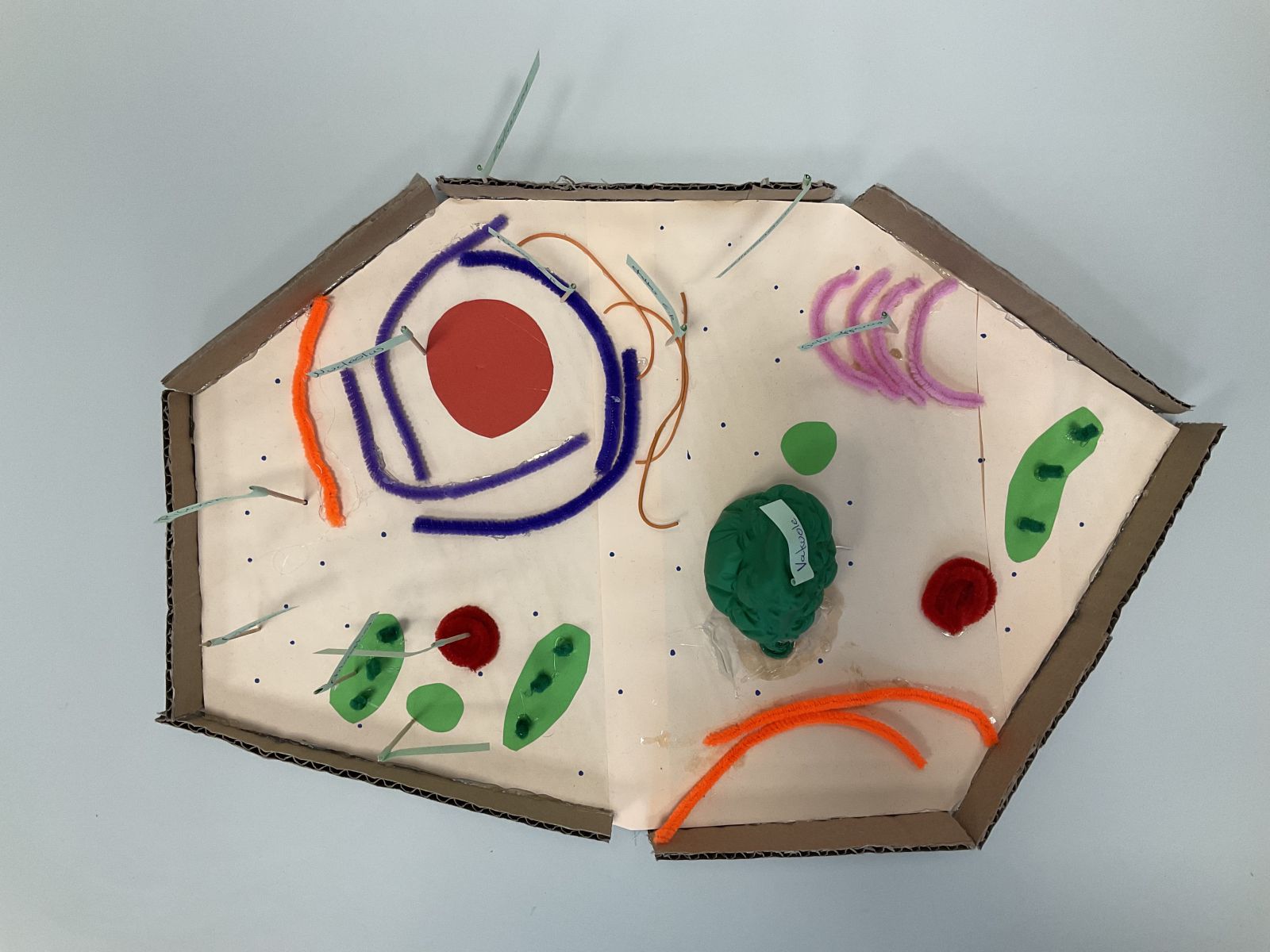 Zellmodelle im Biologieunterricht