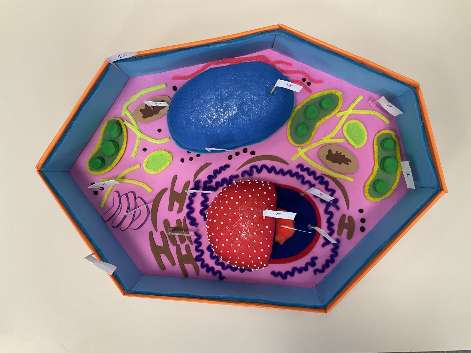 Zellmodelle im Biologieunterricht